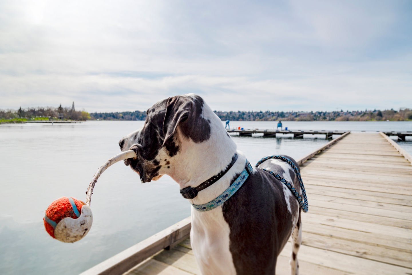 Dock Diving - My Bodyguard Dogs